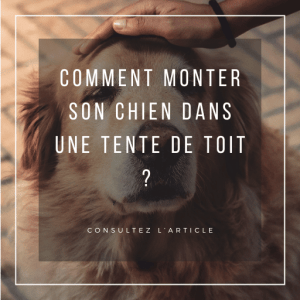 3 solutions pour un roadtrip en tente de toit avec votre chien